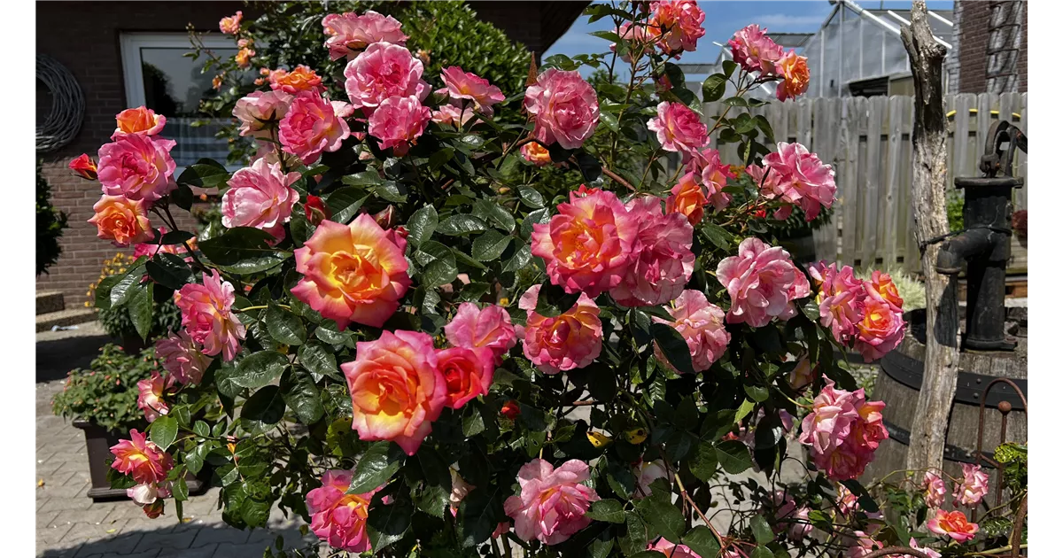 ROSIGE ZEITEN BEI OTTEN!