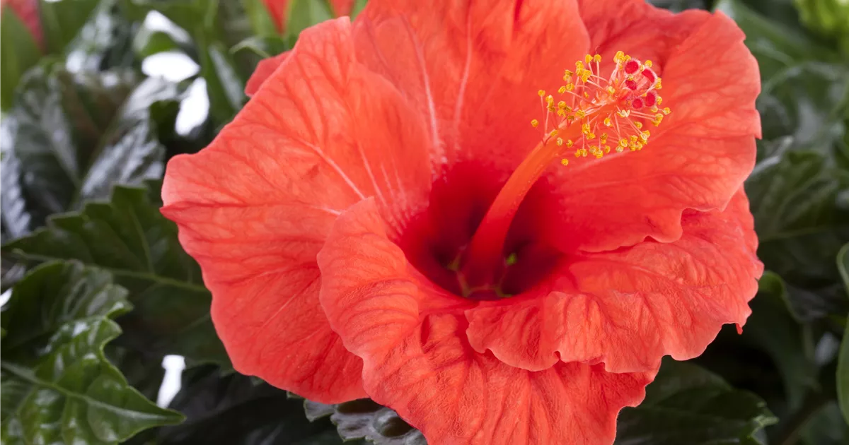 Hibiscus rosa sinensis