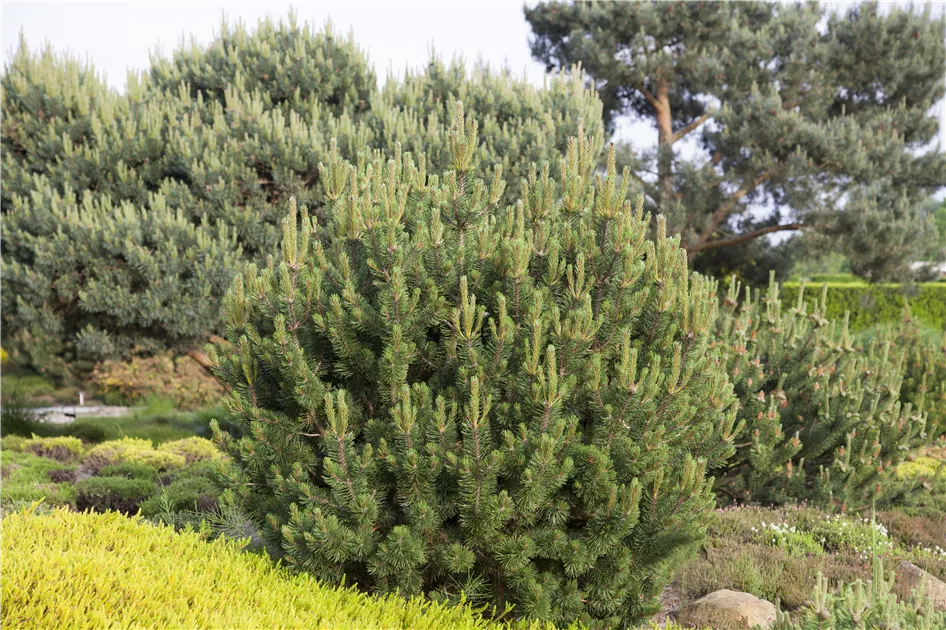Pinus Mugo Bark Pinus Mugo Pumilio Swiss Mountain Pine Dwarf Mountain